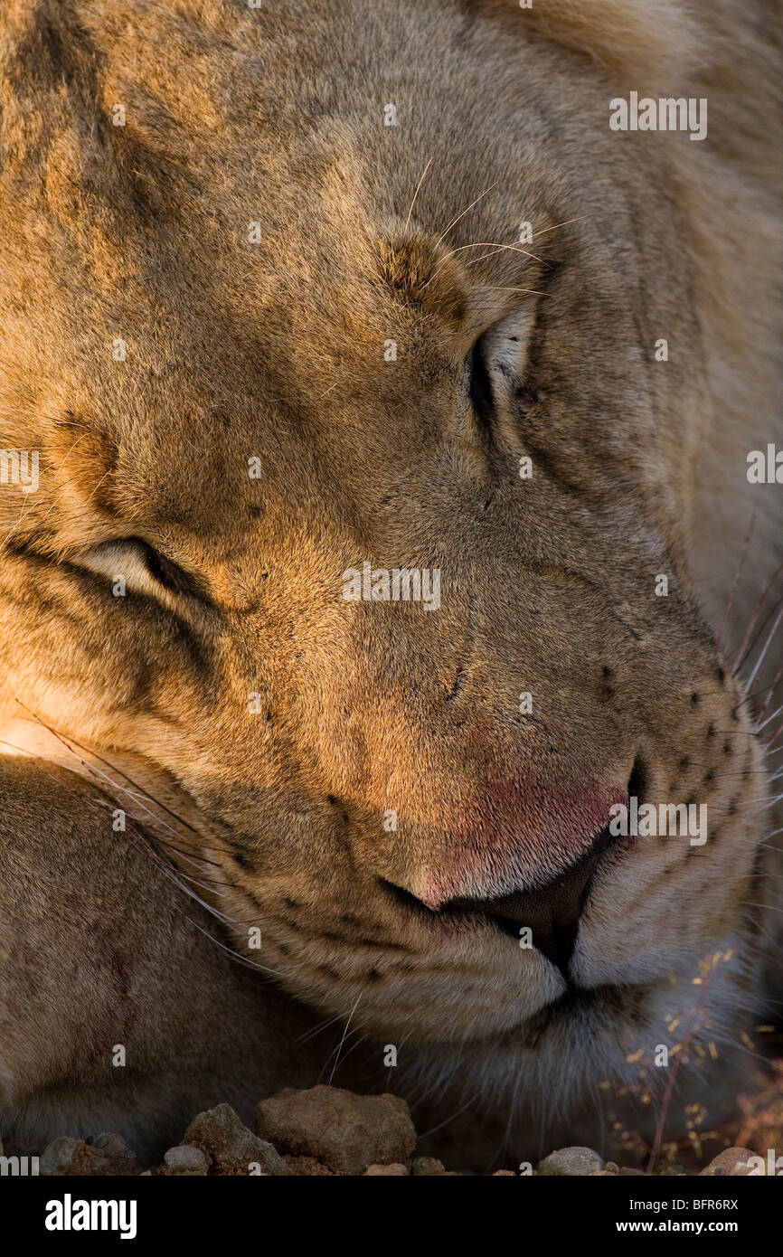 Lion up close High Resolution Stock Photography and Images - Alamy