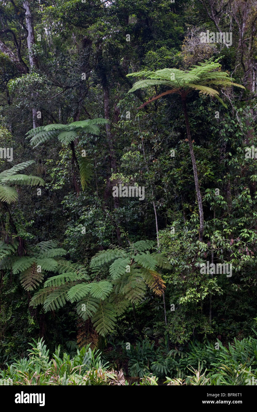 Tree ferns australia hi-res stock photography and images - Alamy