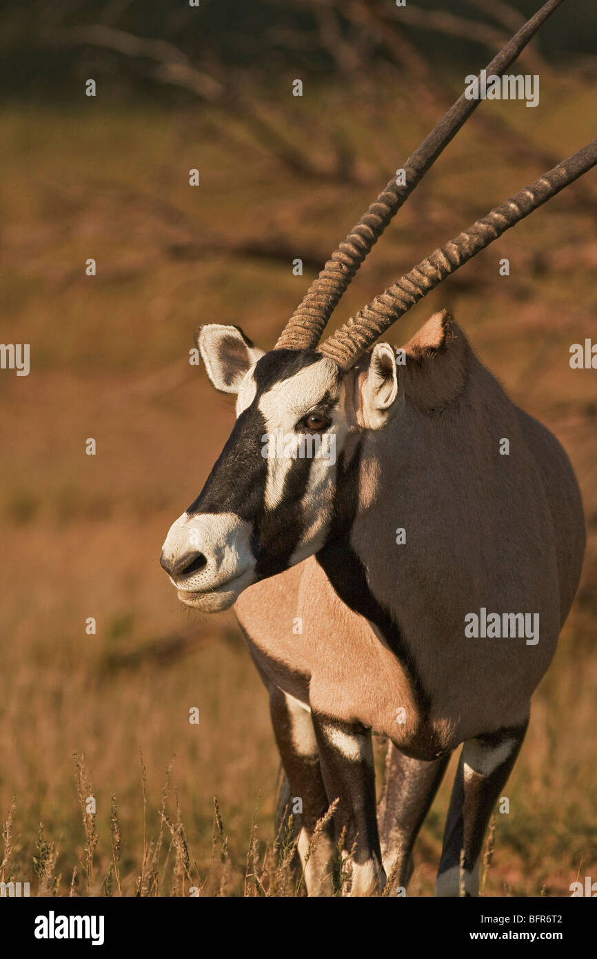 Gemsbok portrait hi-res stock photography and images - Alamy
