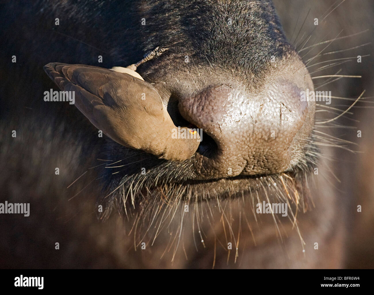 Buffalo with oxpecker hi-res stock photography and images - Alamy