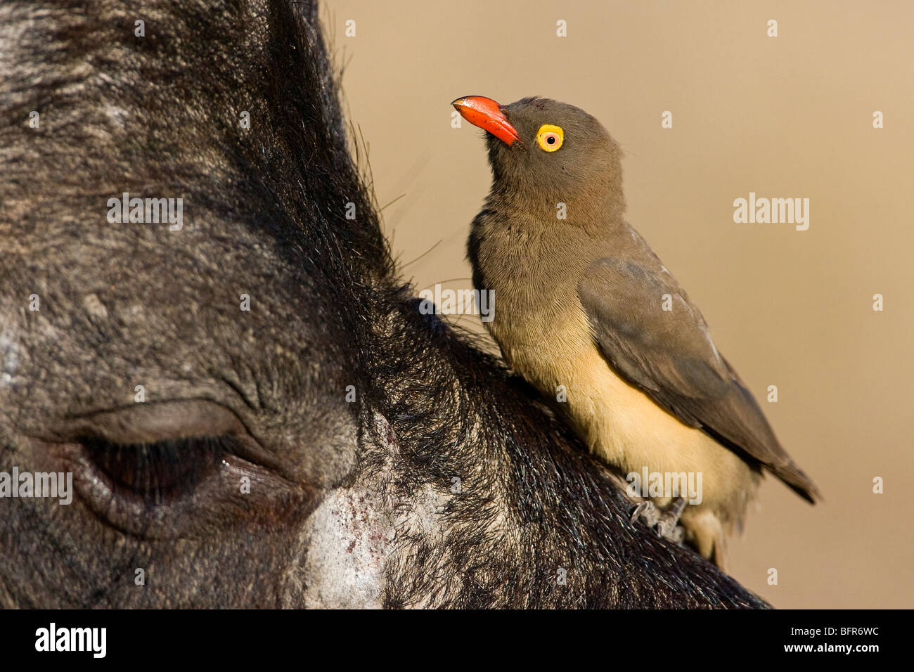 Red billed oxpecker hi-res stock photography and images - Alamy