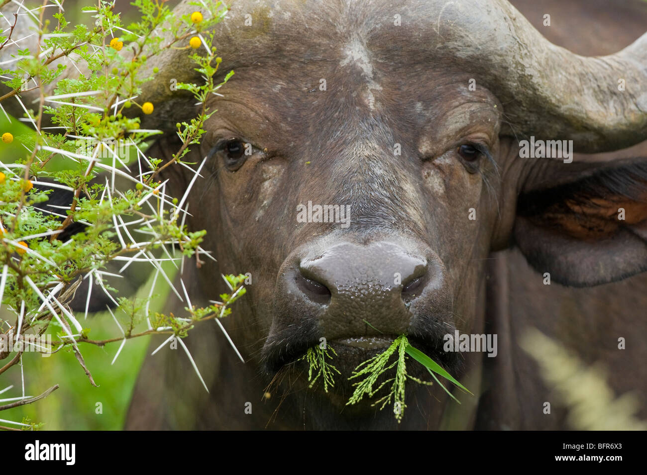 Buffalo thorn tree hi-res stock photography and images - Alamy