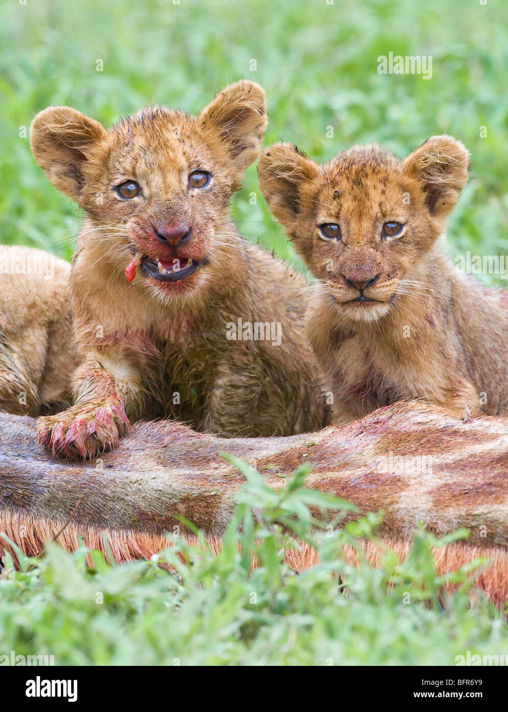 Dead lion hi-res stock photography and images - Alamy