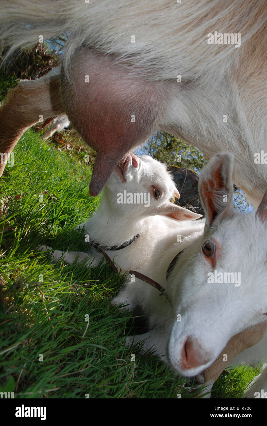 Nursing goat hi-res stock photography and images - Alamy