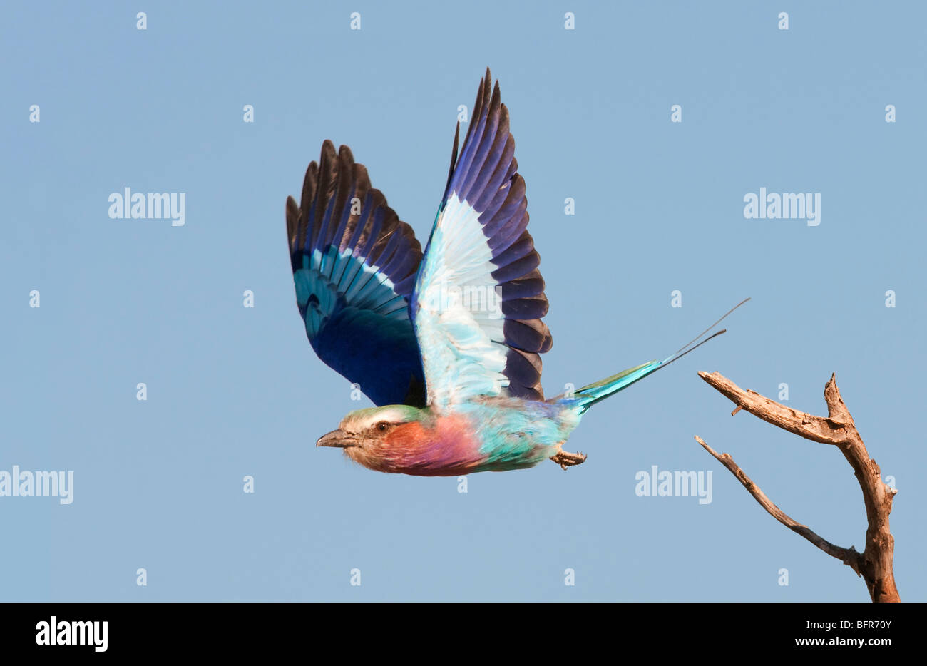 Flying lilac breasted roller hi-res stock photography and images - Alamy