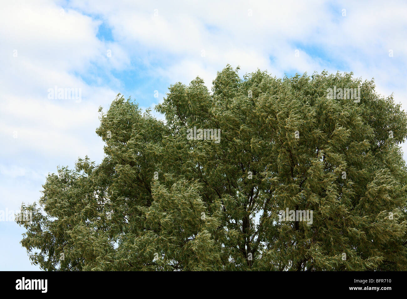 Top of green willow tree on sky with clouds background Stock Photo - Alamy