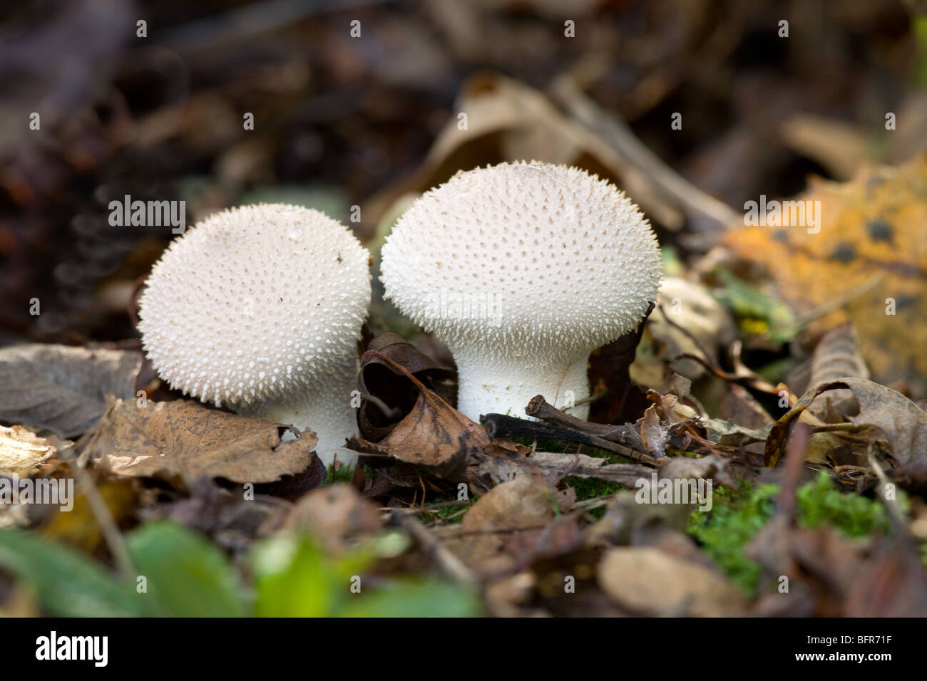 Common Puffball Lycoperdon perlatum growing in leaf litter Stock Photo ...