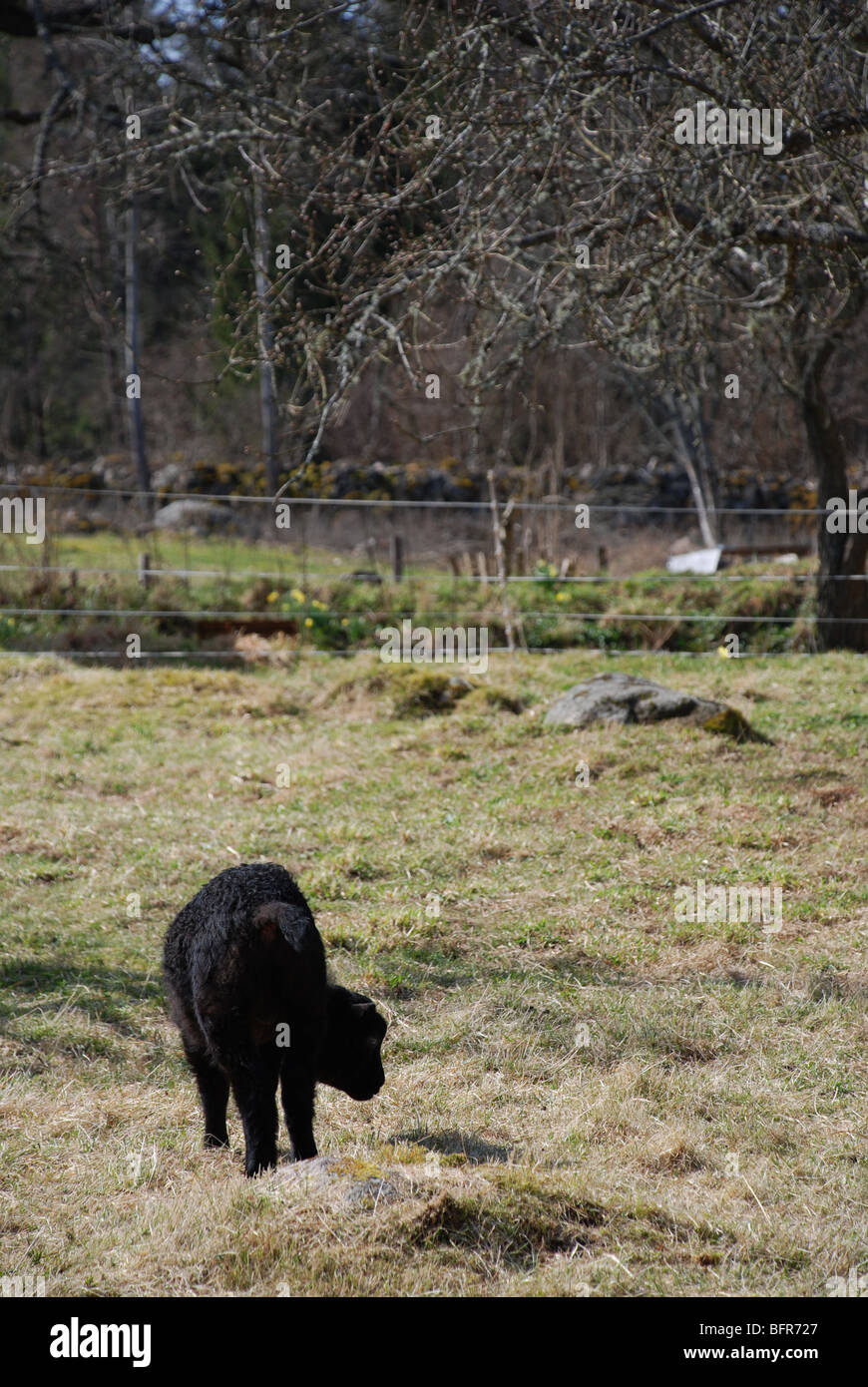 Black lamb on spring pasture Stock Photo - Alamy