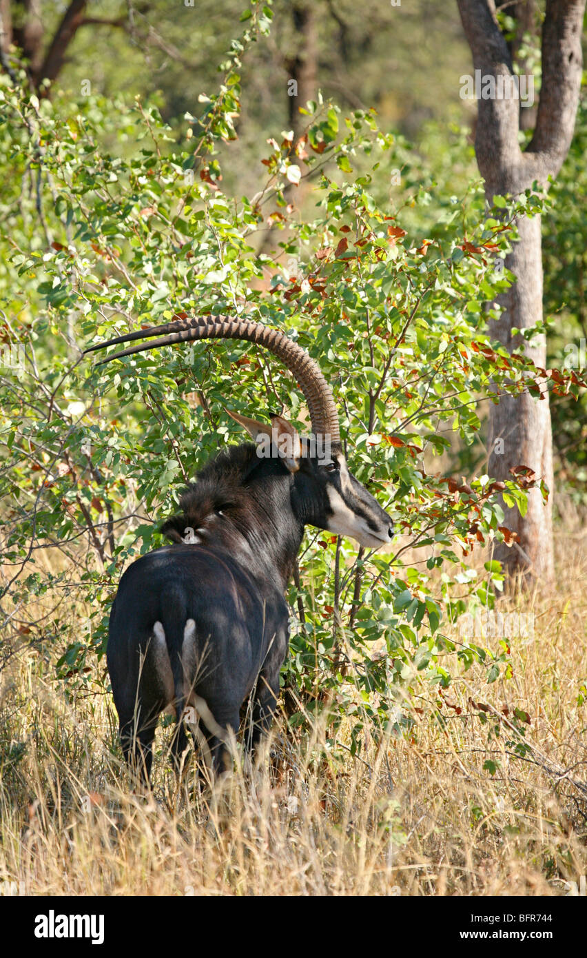 Giant Sable antelope bull in bushveld area Stock Photo - Alamy