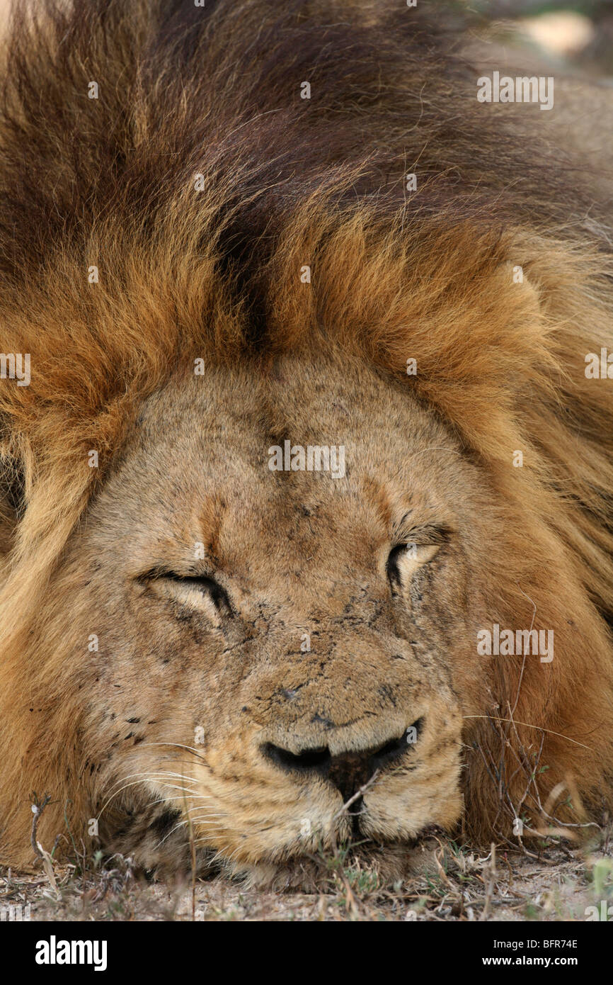 Portrait of a male lion with a scarred face sleeping with its chin on ...