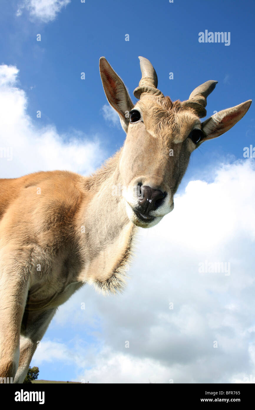 Low angle portrait of an Eland Stock Photo - Alamy