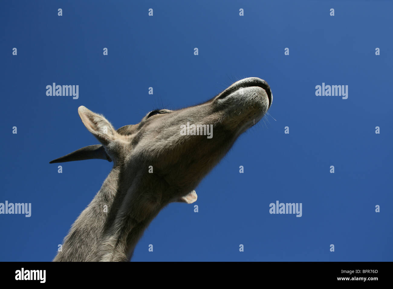 Eland portrait hi-res stock photography and images - Alamy