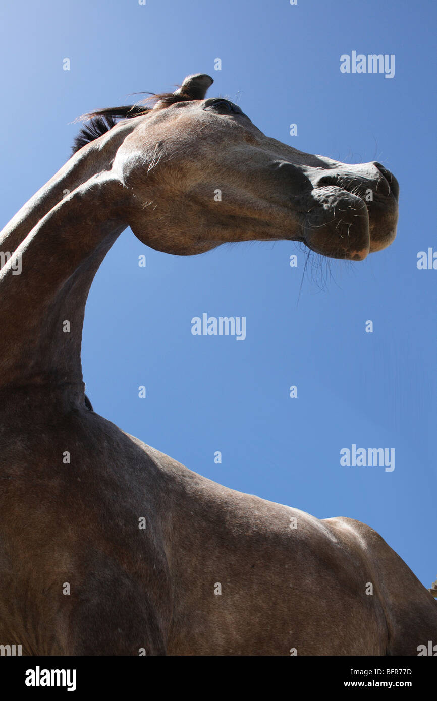 Low angle portrait of a horse Stock Photo - Alamy