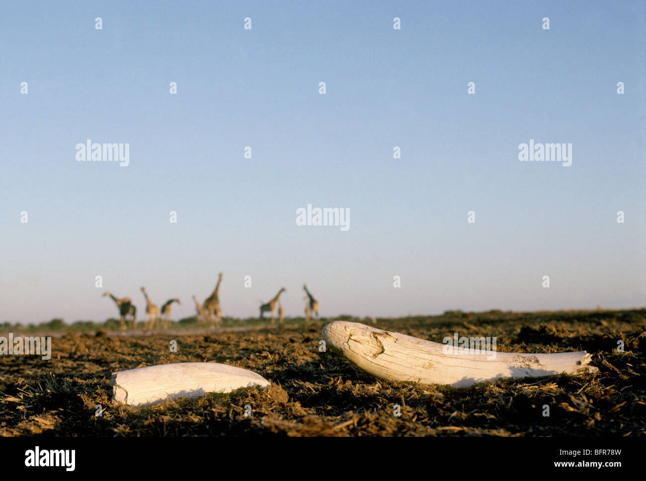 A scenic view of a flat grassland plain with broken elephant tusks in ...