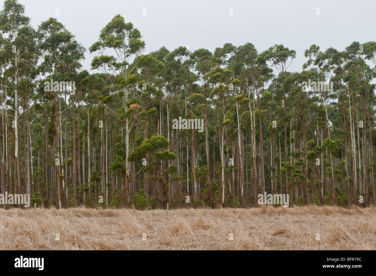 Eucalyptus forest, Ravenshoe, Queensland, Australia Stock Photo - Alamy