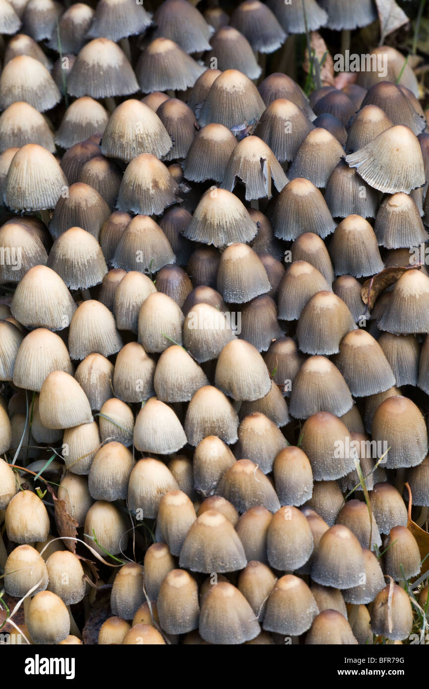 Coprinus disseminatus trooping crumble cap hi-res stock photography and ...