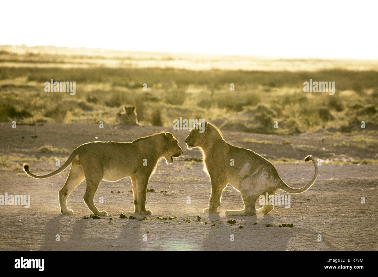 Lion play fighting (Panthera leo Stock Photo - Alamy