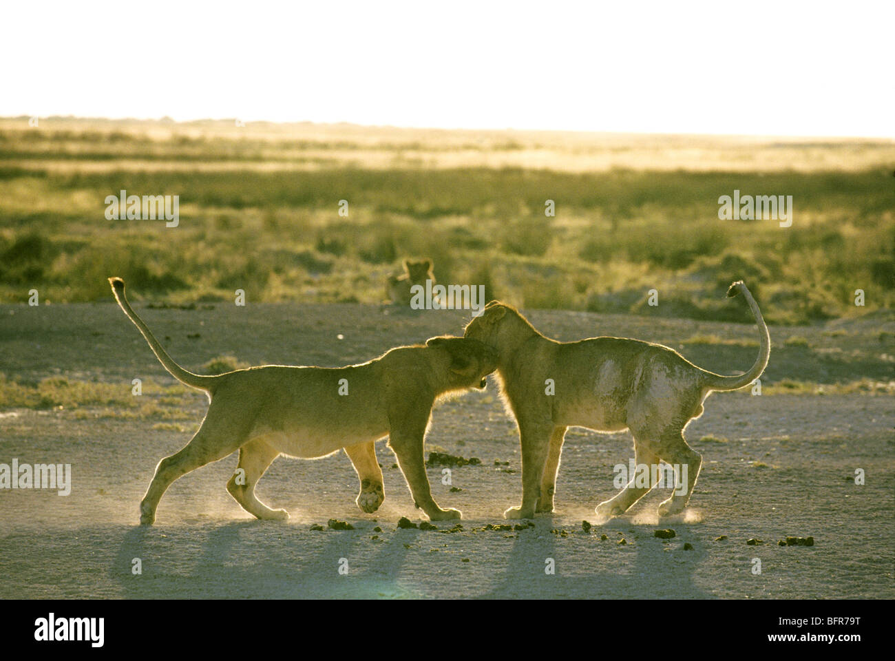 Lion play fighting (Panthera leo Stock Photo - Alamy
