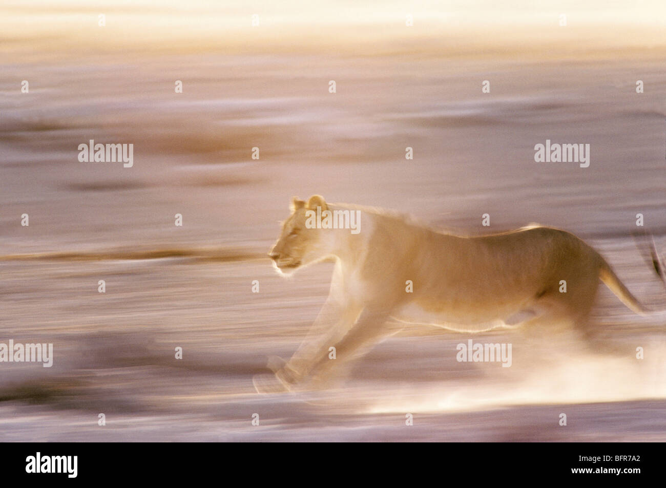Lion running (Panthera leo Stock Photo - Alamy