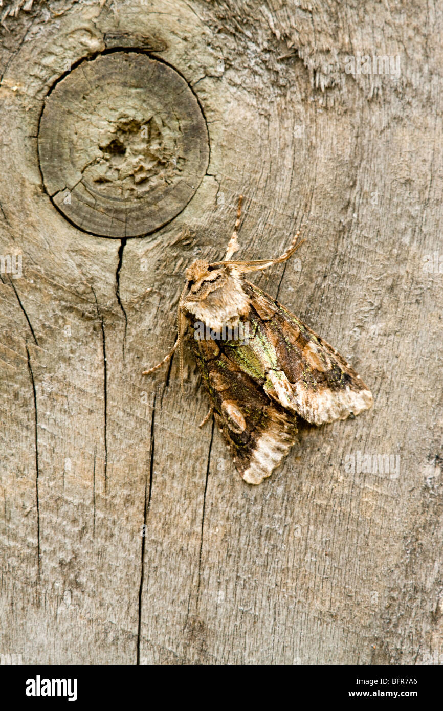 Timber moth hi-res stock photography and images - Alamy