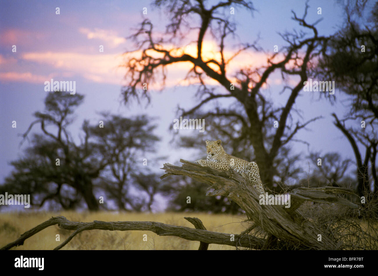 Leopard lying on dead tree at dawn (Panthera pardus Stock Photo - Alamy