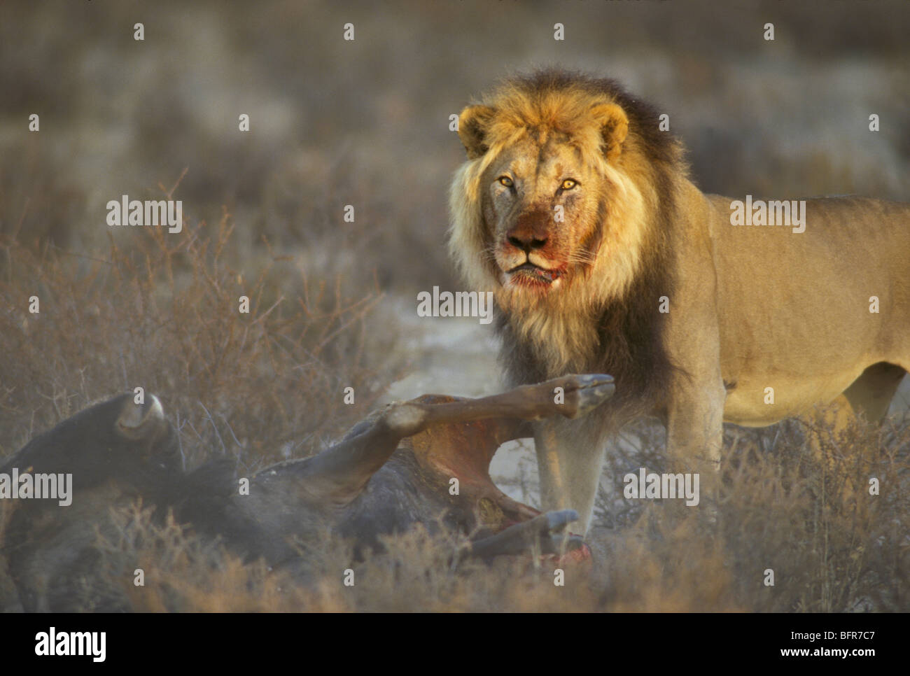 Black Maned male lion with bloody muzzle standing over wildebeest kill ...