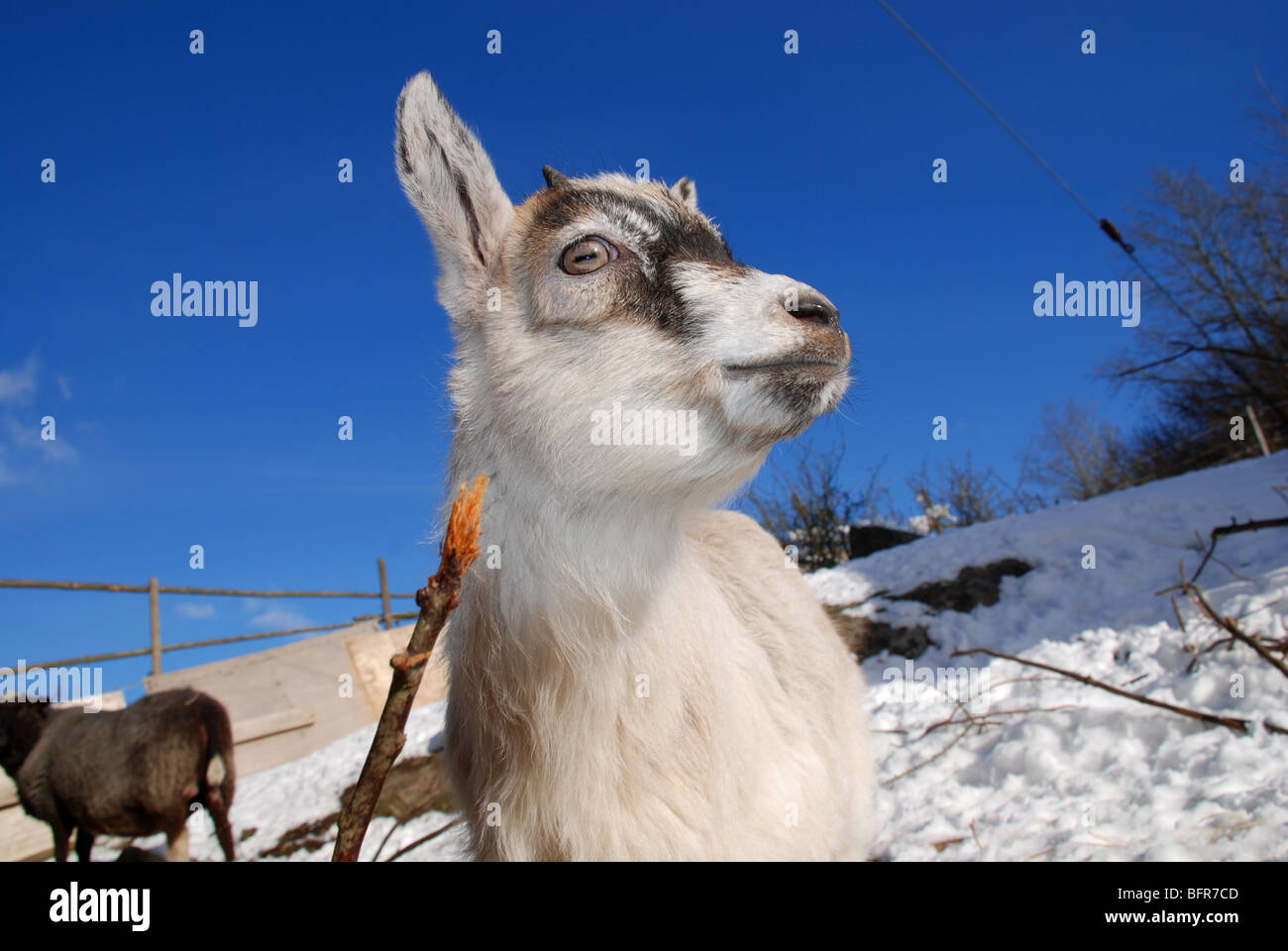 Dairy goat hi-res stock photography and images - Alamy