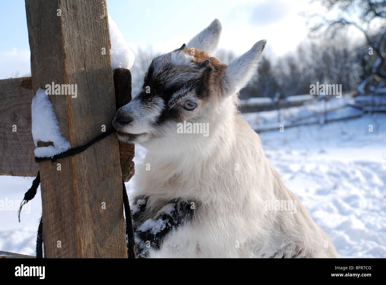 Cold Goat High Resolution Stock Photography and Images - Alamy