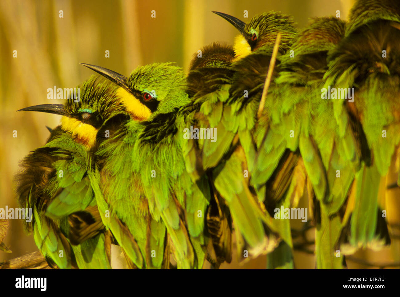 Huddled birds hi-res stock photography and images - Alamy