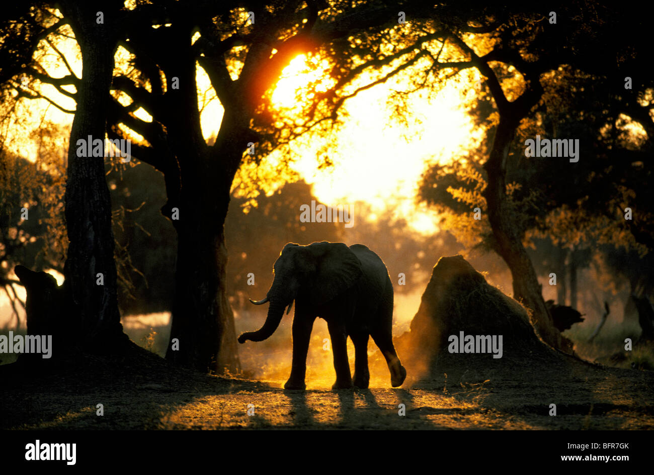 African elephant in search of fallen pods at dusk Stock Photo - Alamy