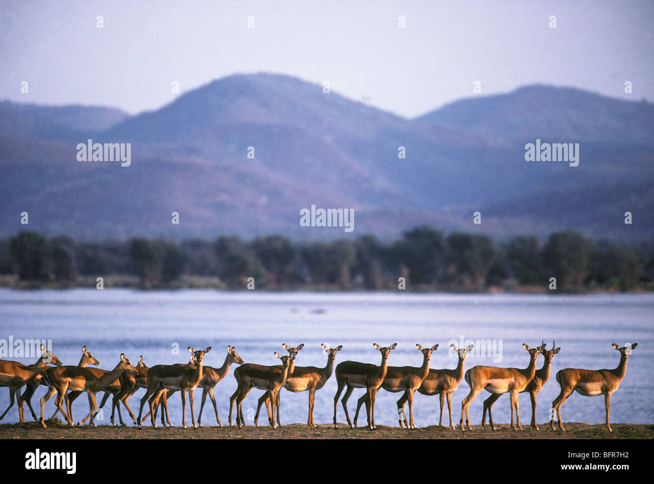 Impala mana pools zimbabwe hi-res stock photography and images - Alamy