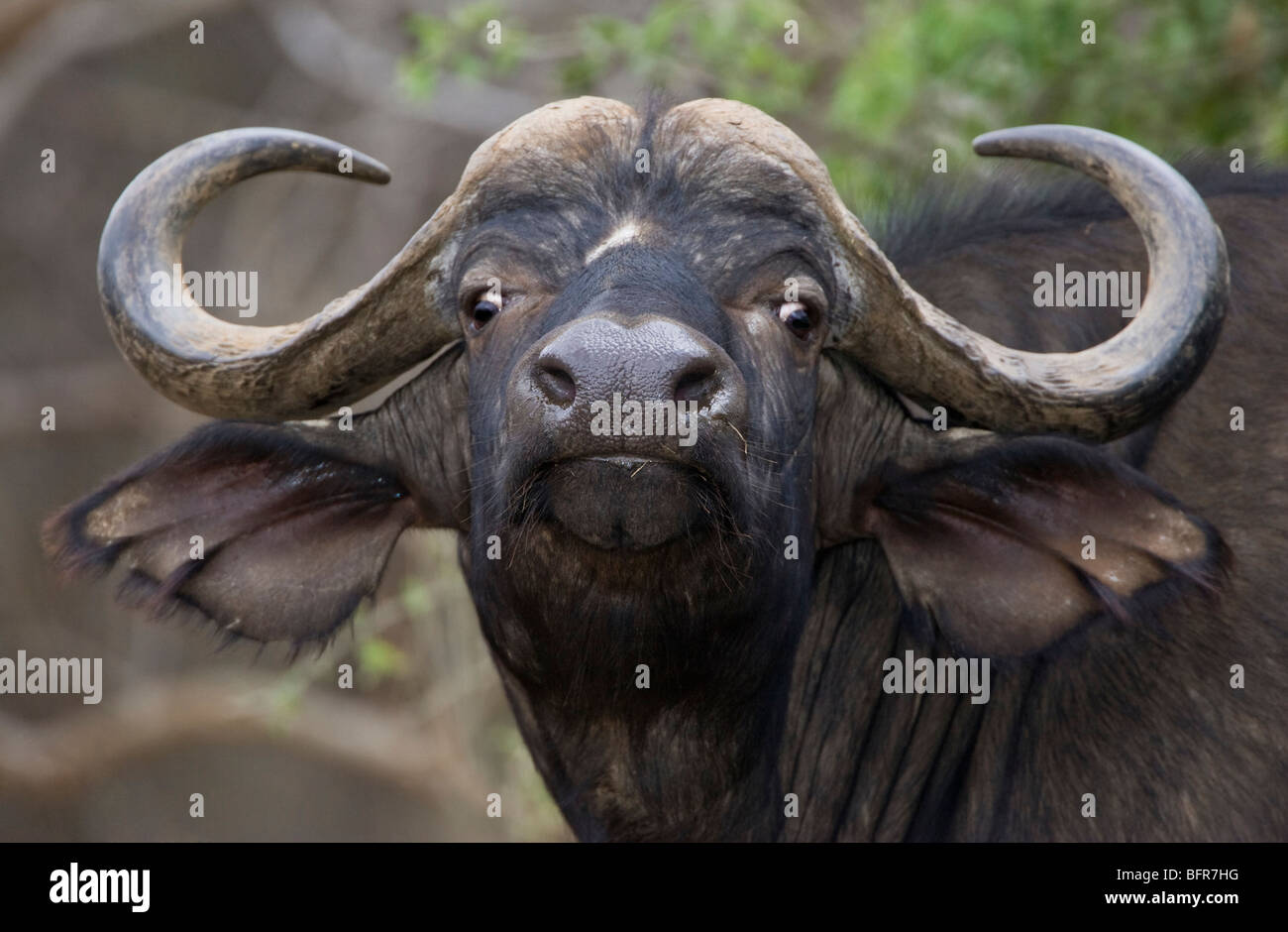 Buffalo Trophy High Resolution Stock Photography and Images - Alamy