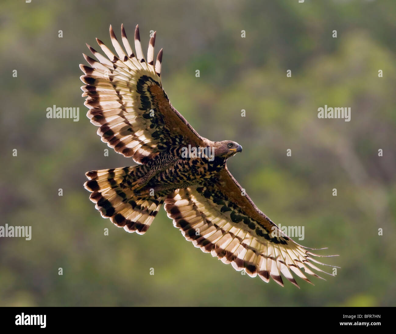 African crowned eagle Stock Photo - Alamy