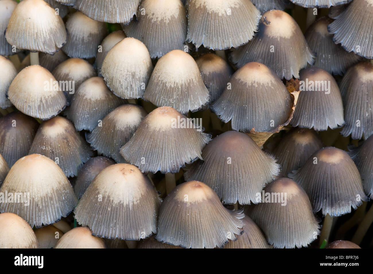 Coprinus disseminatus trooping crumble cap hi-res stock photography and ...