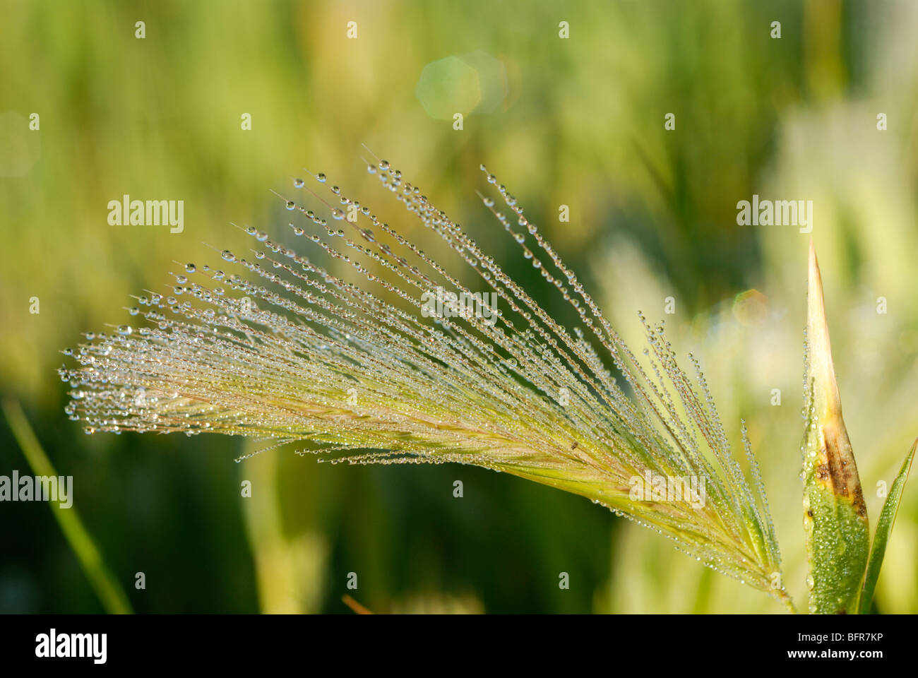 Feathery plant hi-res stock photography and images - Alamy