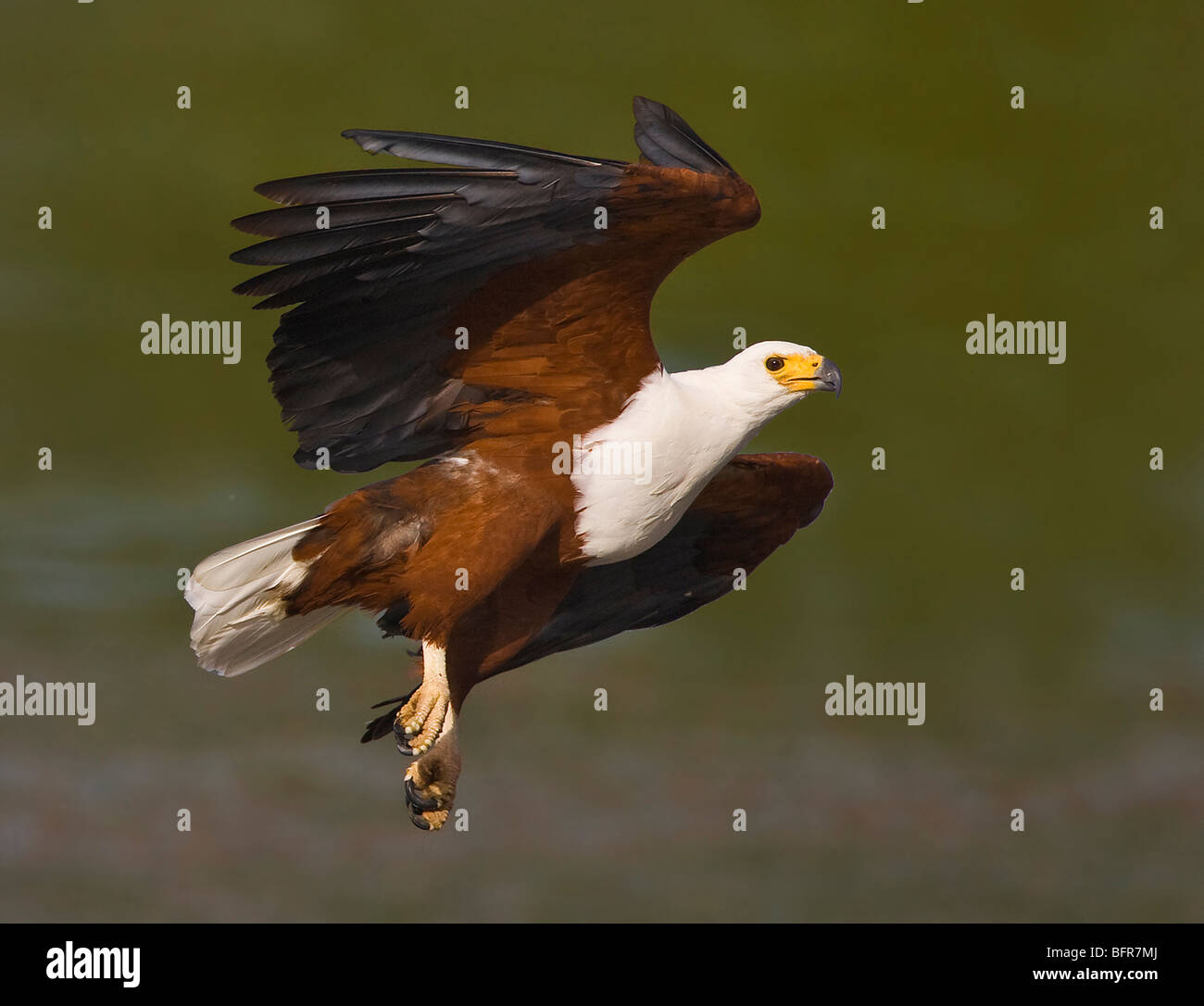 African fish eagle in flight viewed side on against green background ...