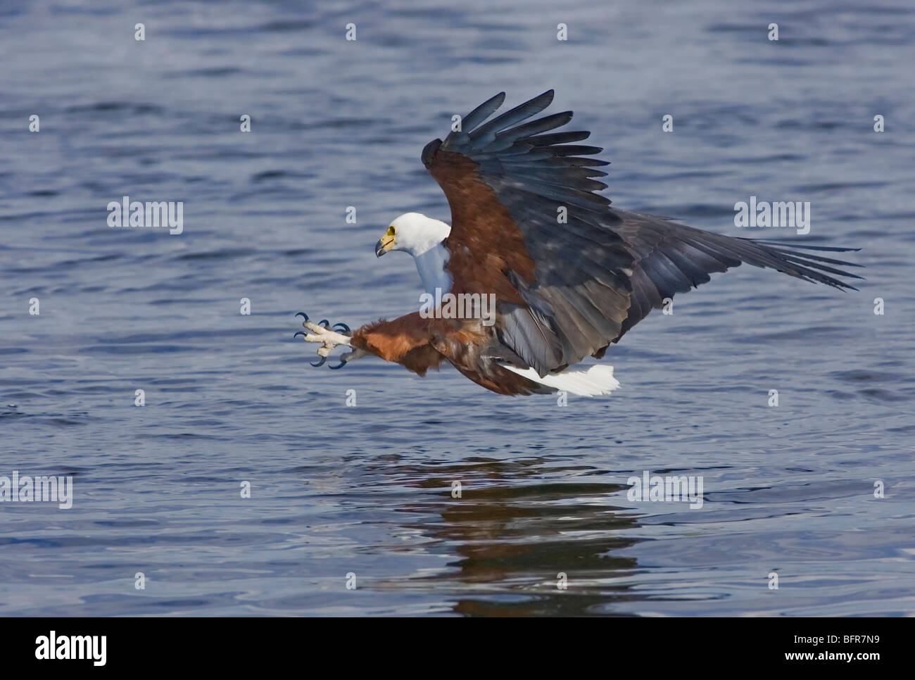 Eagle talons hi-res stock photography and images - Alamy