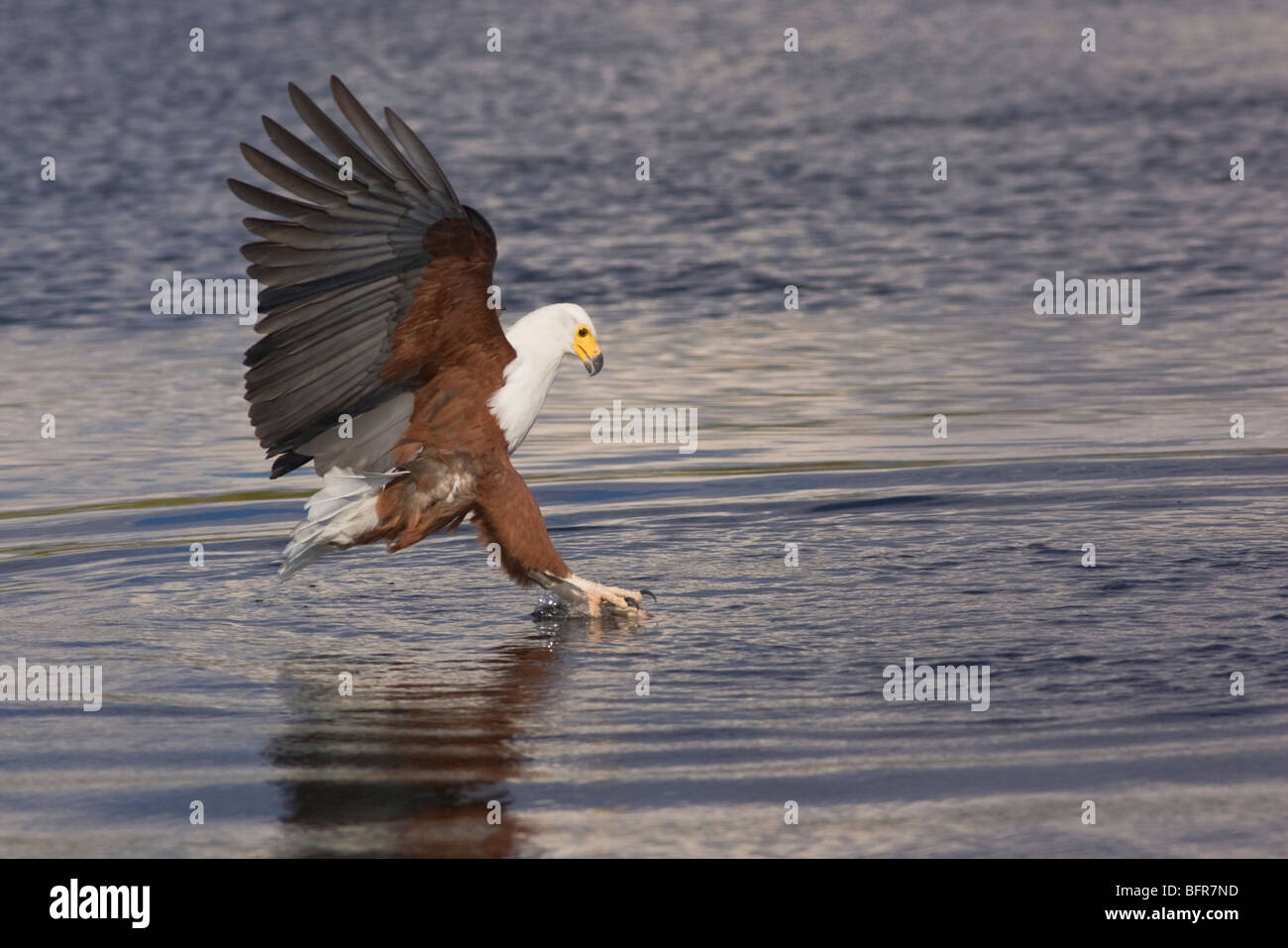 African fish eagle plunging its talons into water to catch a fish Stock ...