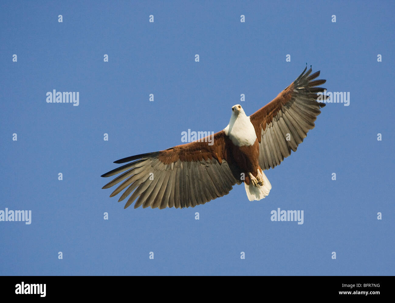African fish eagle flying overhead against a blue sky Stock Photo - Alamy