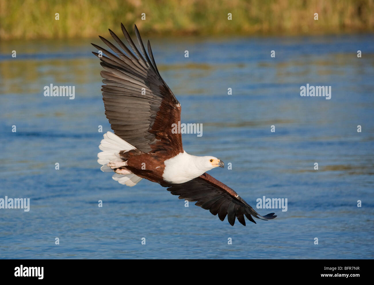 African fish eagle flying low over water Stock Photo - Alamy