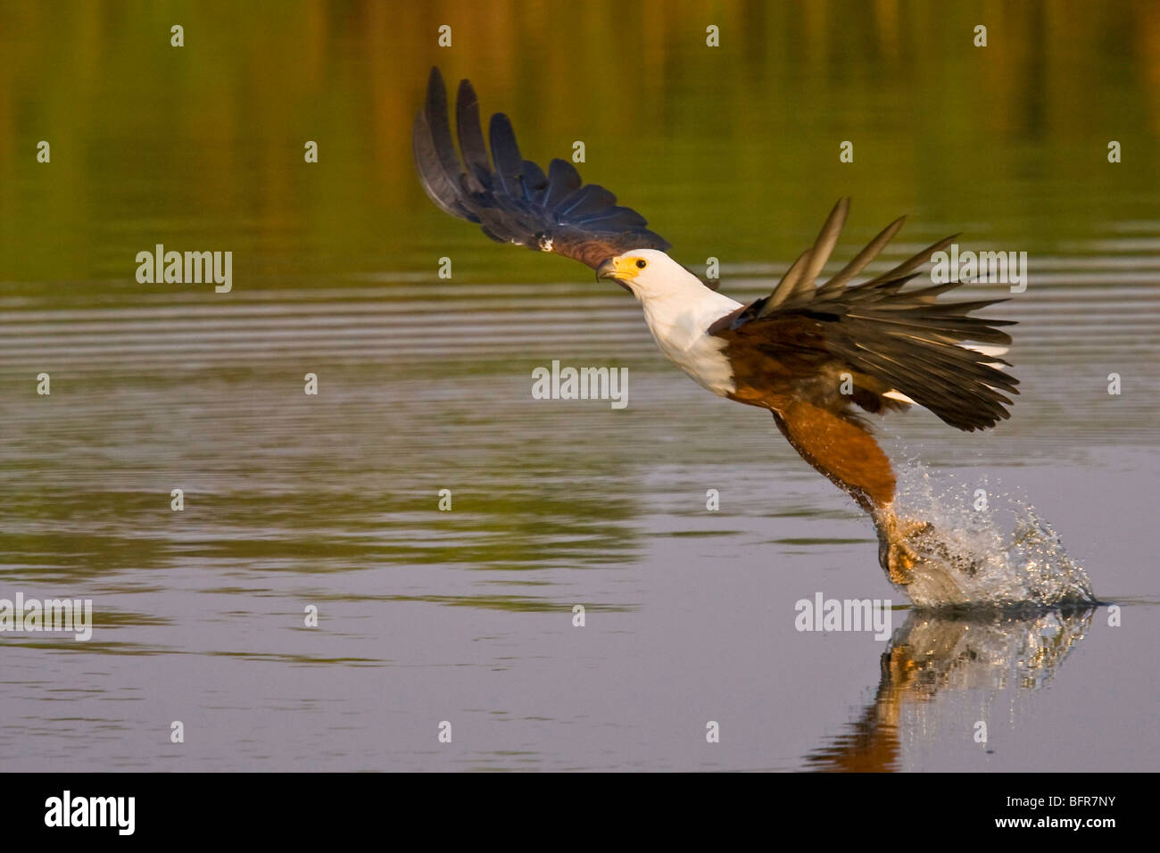African fish eagle catching a fish with a splash Stock Photo - Alamy