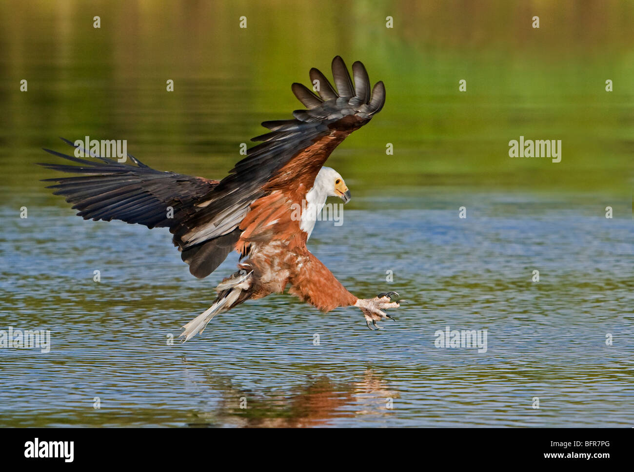 African fish eagle reaching talons to catch a fish just below the water ...