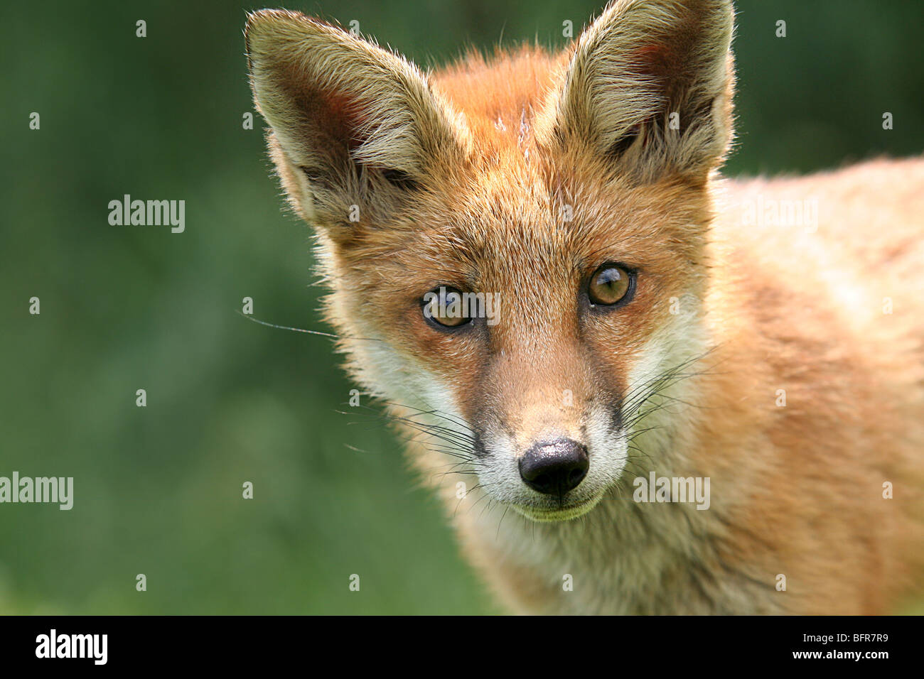Close up of a fox cub's face looking directly into the camera Stock ...