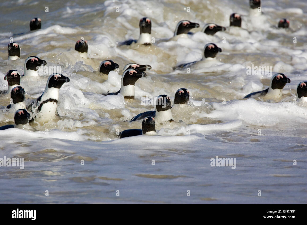 African Penguin flock swimming Stock Photo - Alamy