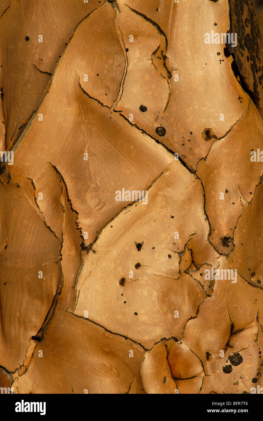 Bark namaqualand south africa hi-res stock photography and images - Alamy
