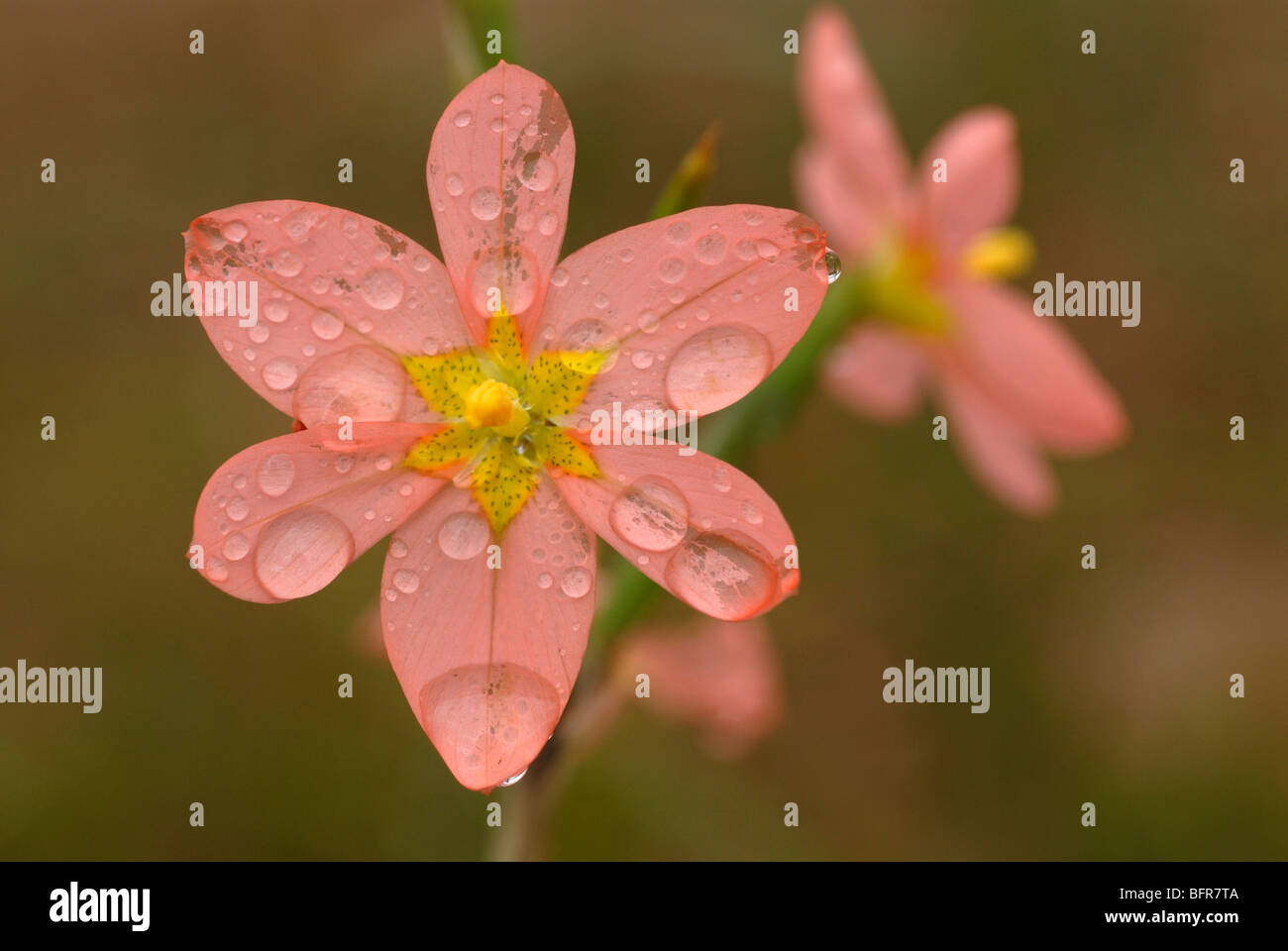 Covered with blooms hi-res stock photography and images - Alamy