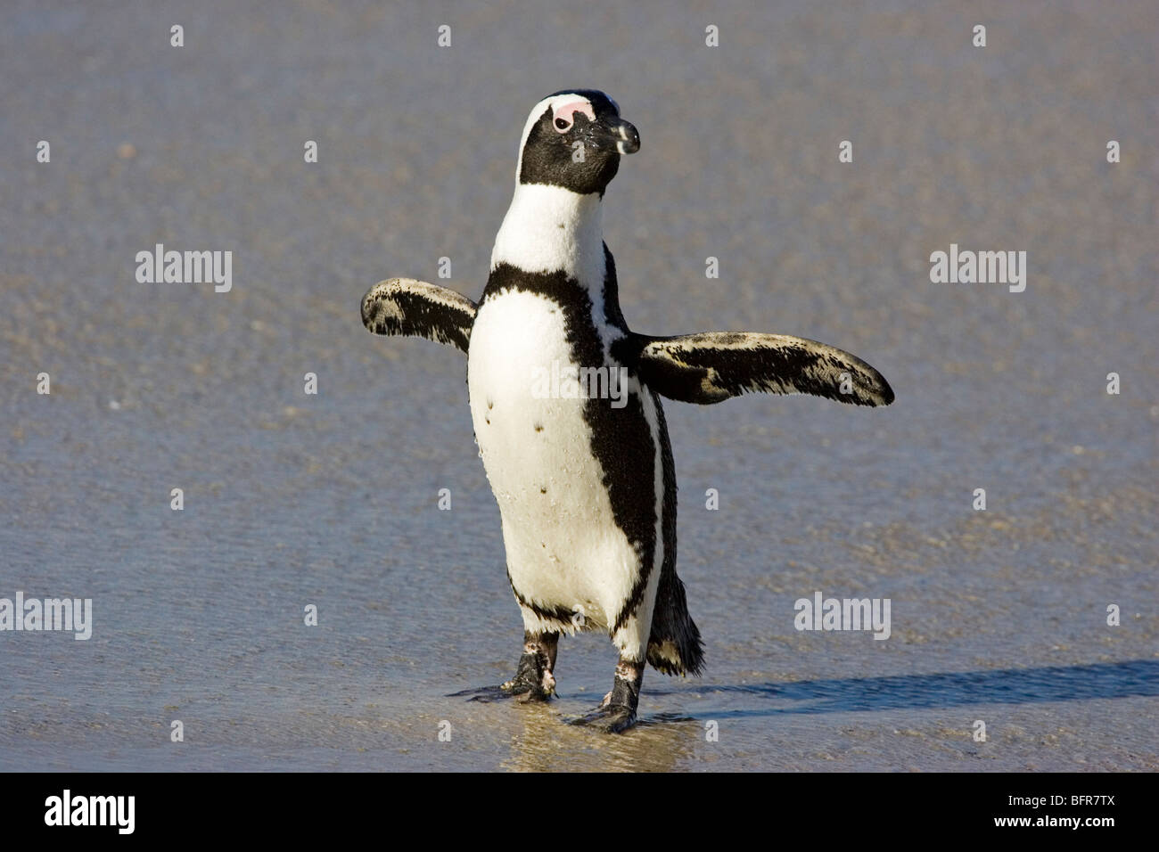 African Penguin standing with wings outstretched Stock Photo - Alamy