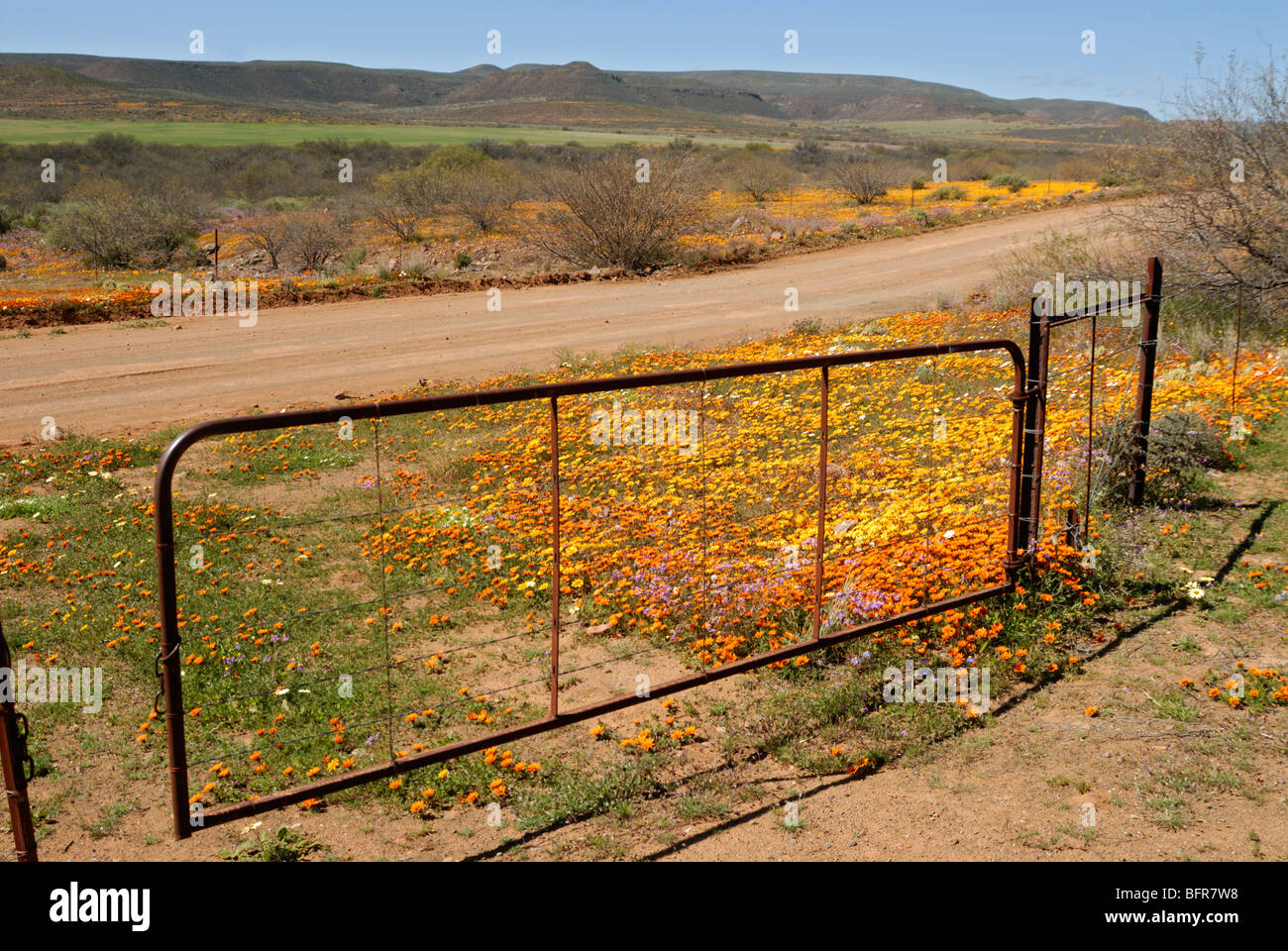 Daisies country road and farm gate Stock Photo - Alamy