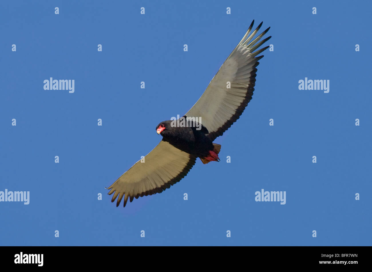 Bateleur eagle flying hi-res stock photography and images - Alamy