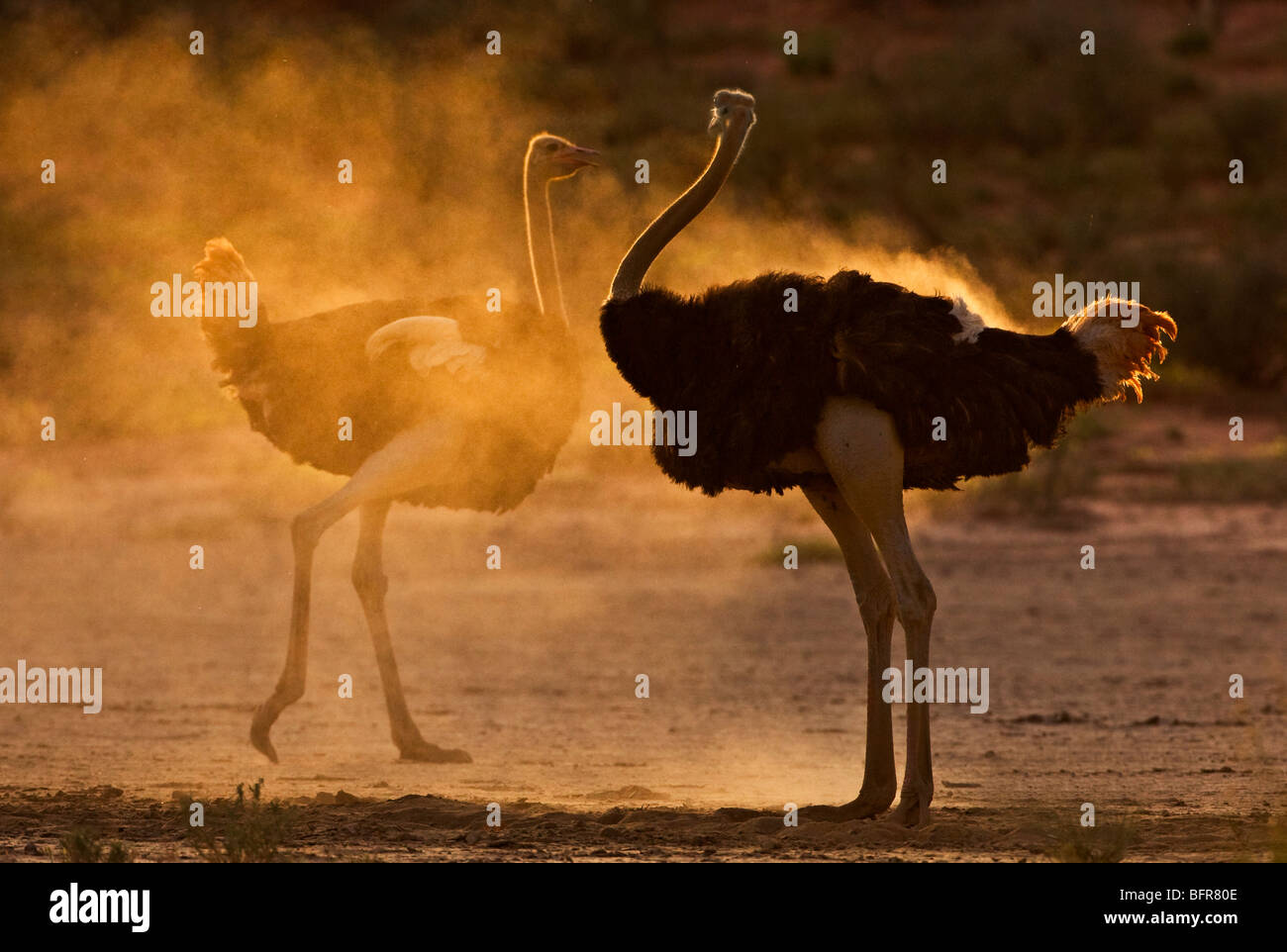 Shake Off The Dust Arise